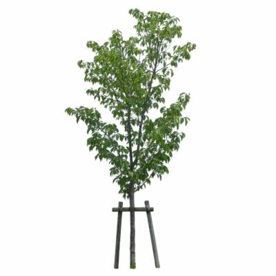 T1_117 – sozaiya.com