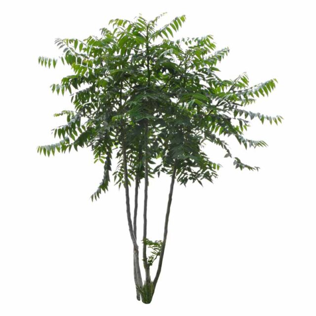 T1_081 – sozaiya.com