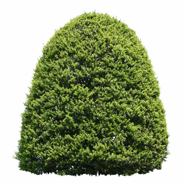 T1_082 – sozaiya.com