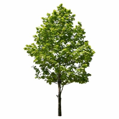 T1_083 – sozaiya.com