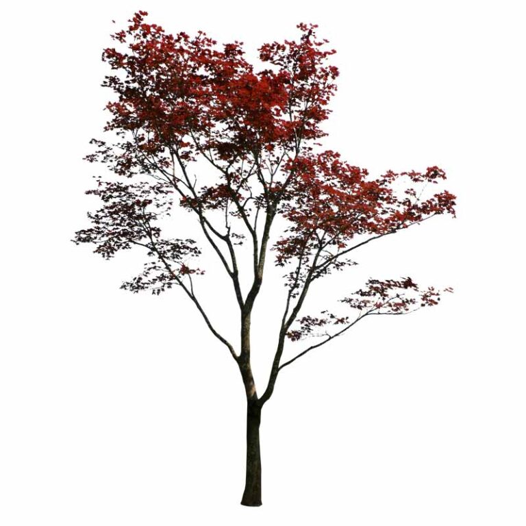 樹木素材 – ページ 6 – sozaiya.com