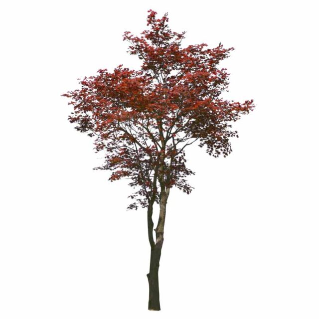 sozaiya.com – 人物剪纸/树木素材免费/人物插画/建筑CG素材网站