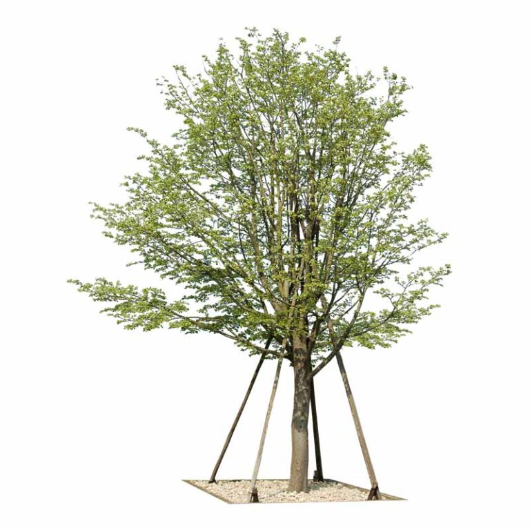 樹木素材 – sozaiya.com