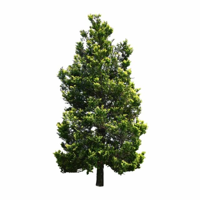 T1_087 – sozaiya.com