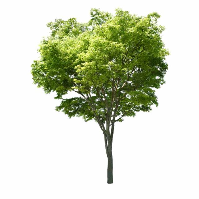 樹木素材 – sozaiya.com