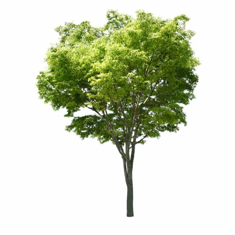 樹木素材 – sozaiya.com