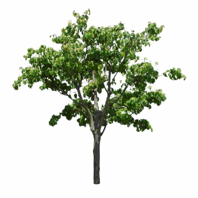 樹木素材 – sozaiya.com