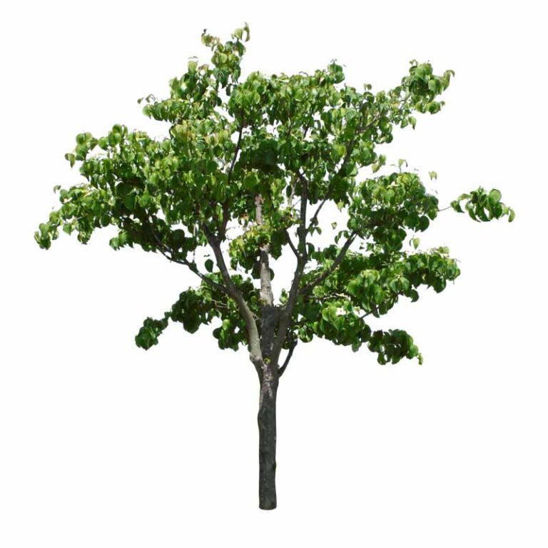 樹木素材 – sozaiya.com