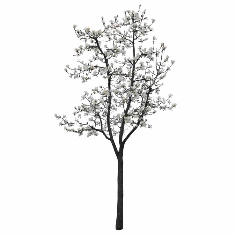 樹木素材 – ページ 6 – sozaiya.com