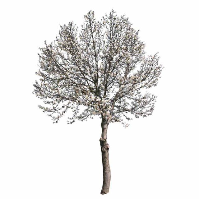 T1_093 – sozaiya.com