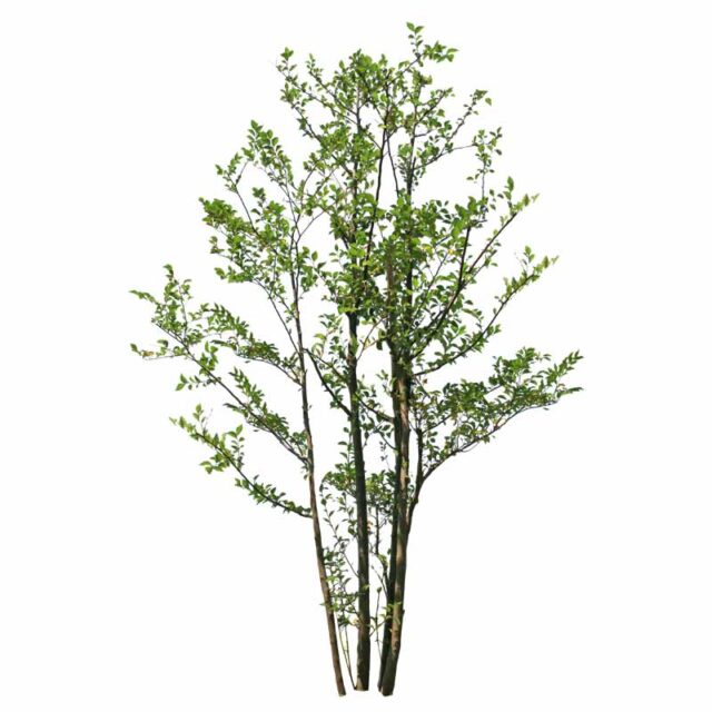 樹木素材 – sozaiya.com