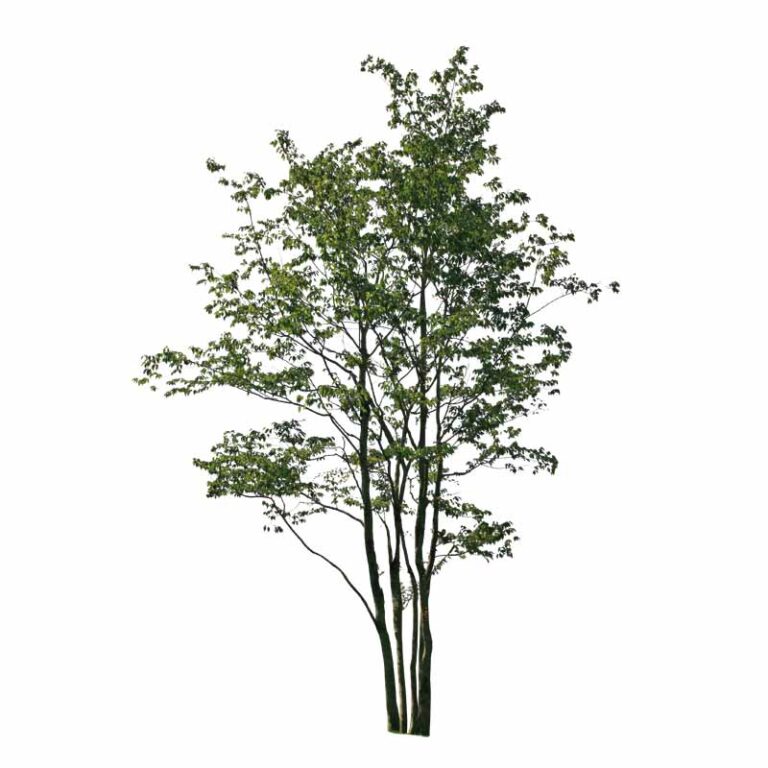 樹木素材 – ページ 4 – sozaiya.com