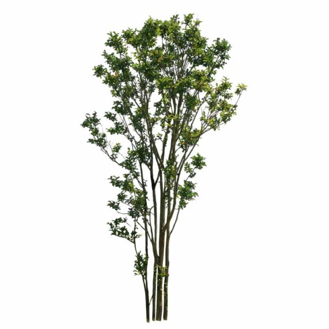 樹木素材 – ページ 6 – sozaiya.com