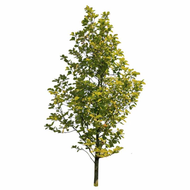 T1_057 – sozaiya.com