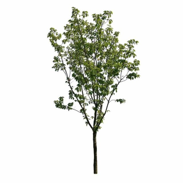 T1_100 – sozaiya.com