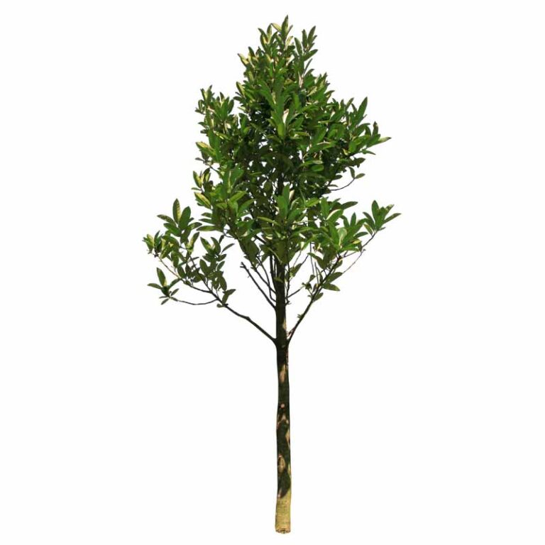 無料データ – ページ 13 – sozaiya.com