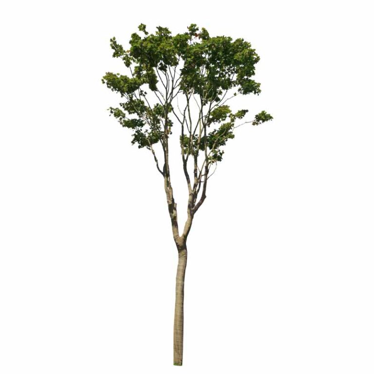 T1_104 – sozaiya.com