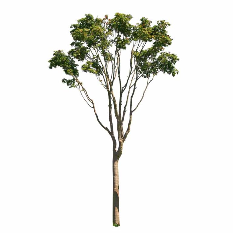 樹木素材 – sozaiya.com