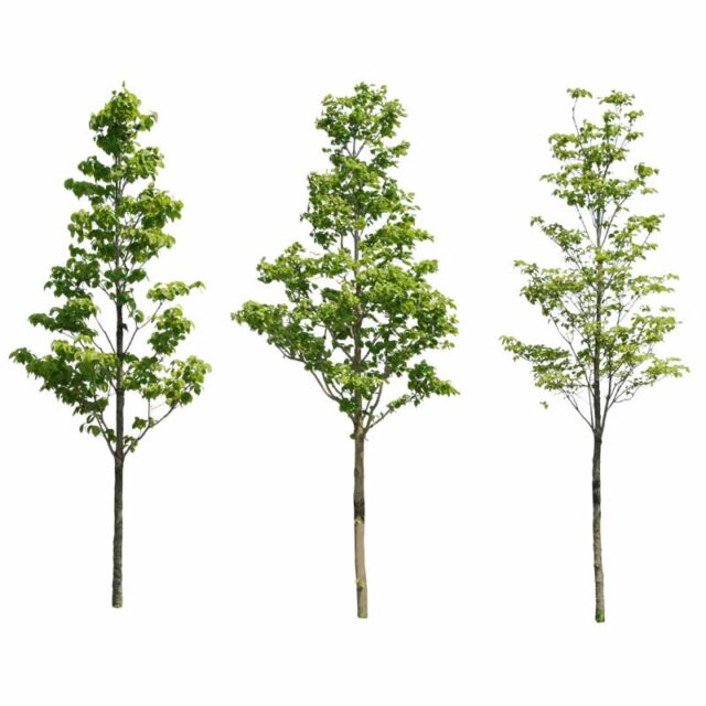 樹木素材 – sozaiya.com