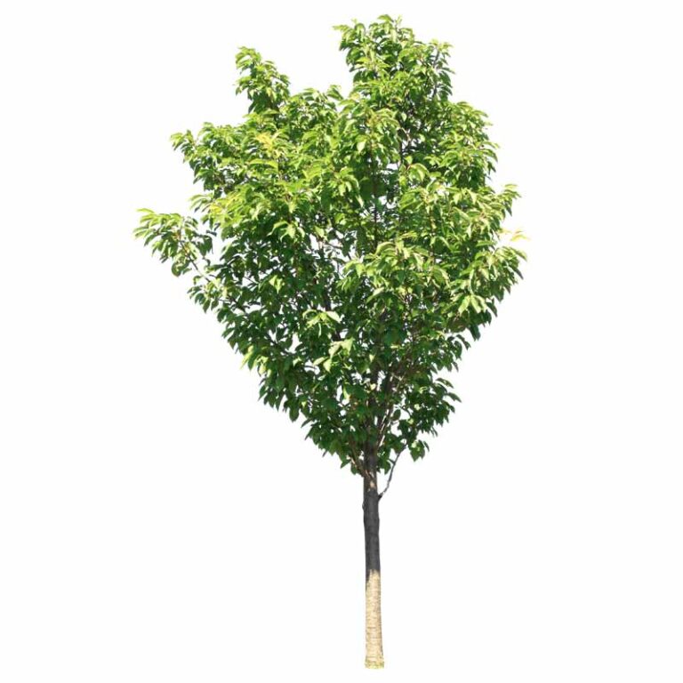 樹木素材 – ページ 2 – sozaiya.com