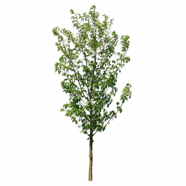 T1_111 – sozaiya.com