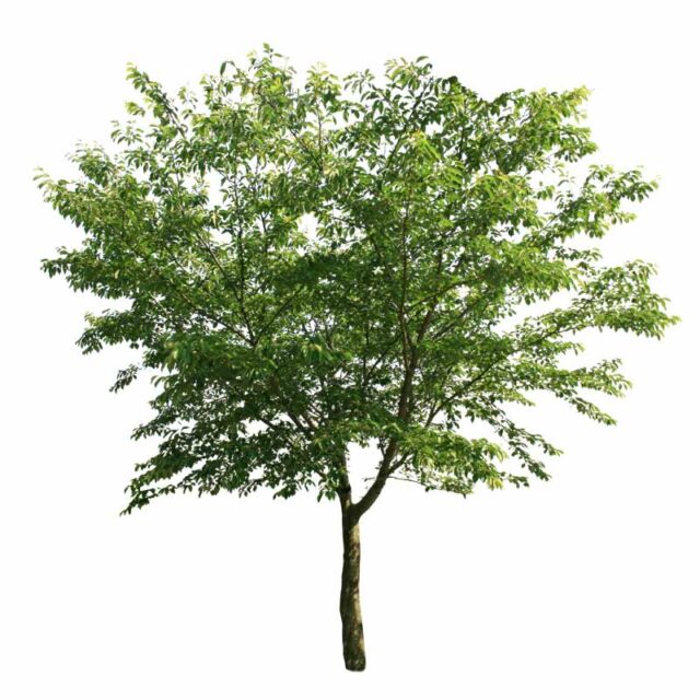 樹木素材 – ページ 7 – sozaiya.com