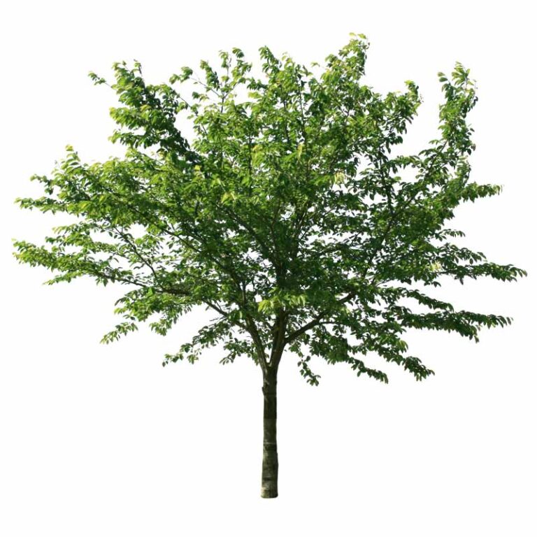 樹木素材 – ページ 5 – sozaiya.com