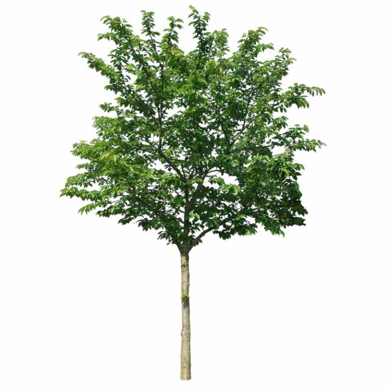 T1_057 – sozaiya.com