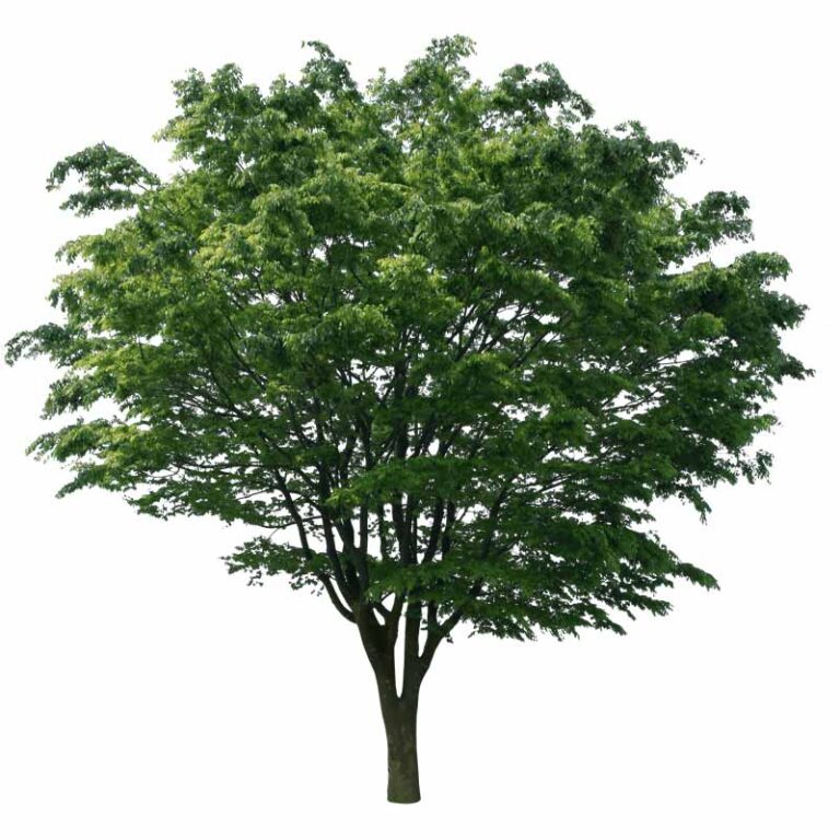 T1_057 – sozaiya.com