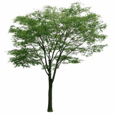 樹木素材 – ページ 7 – sozaiya.com