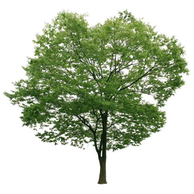 T1_116 – sozaiya.com