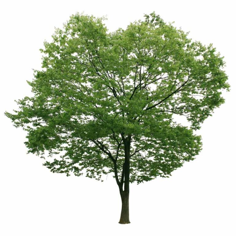 T1_138 – sozaiya.com