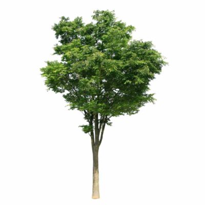 樹木素材 – sozaiya.com