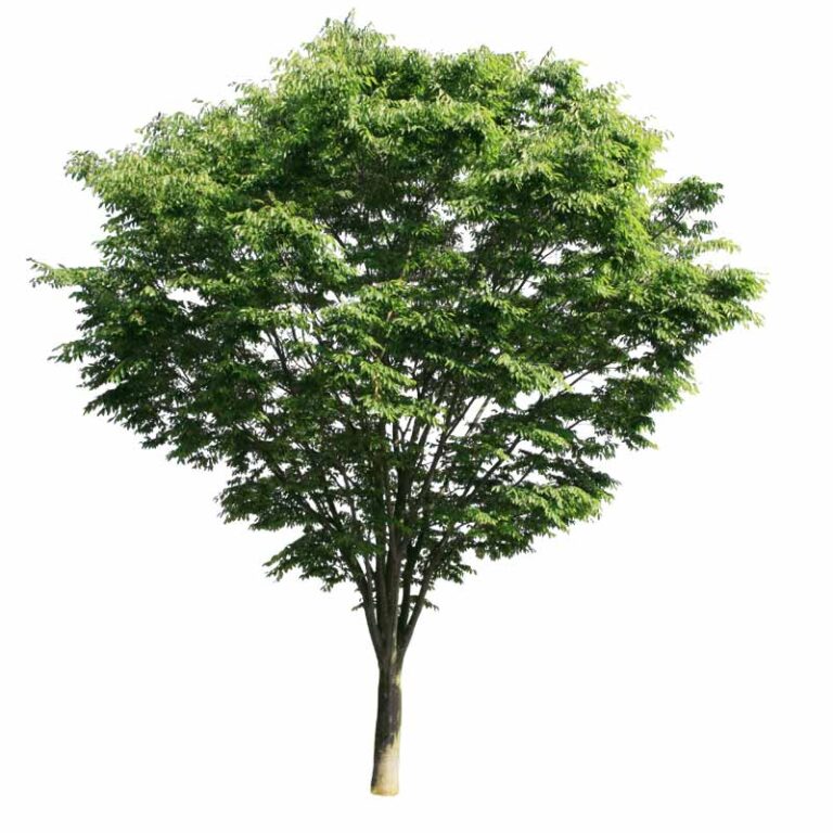 樹木素材 – sozaiya.com