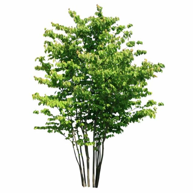 T1_122 – sozaiya.com