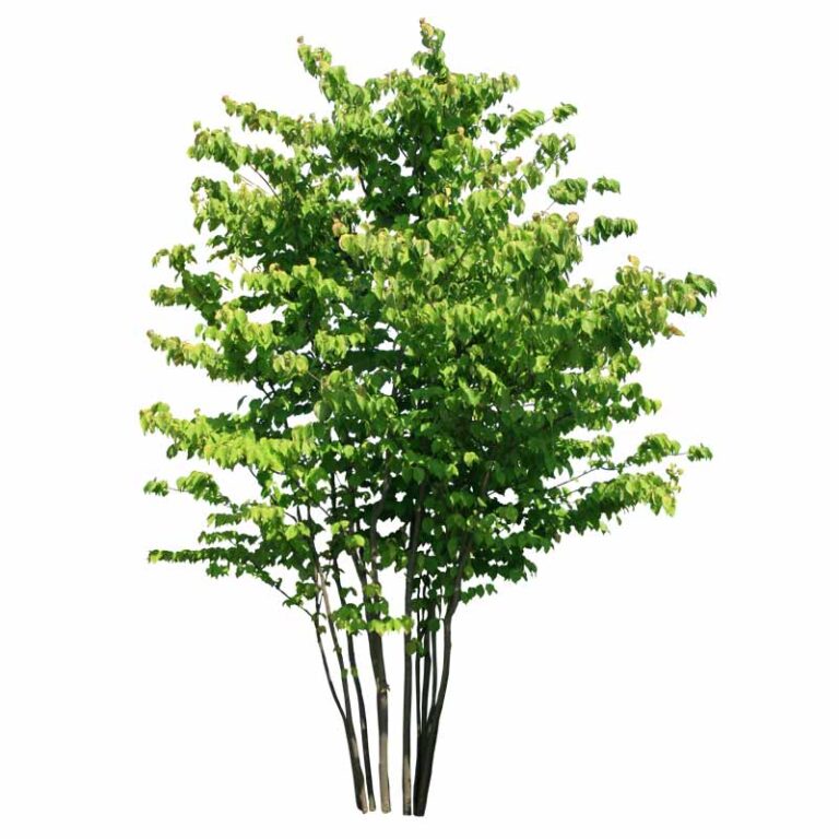 樹木素材 – ページ 6 – sozaiya.com