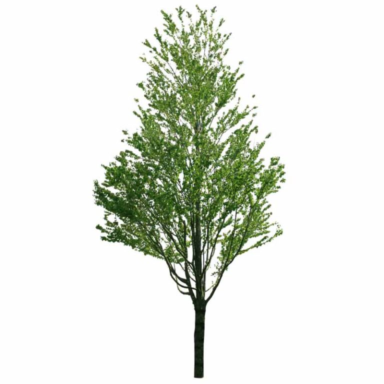 樹木素材 – ページ 5 – sozaiya.com