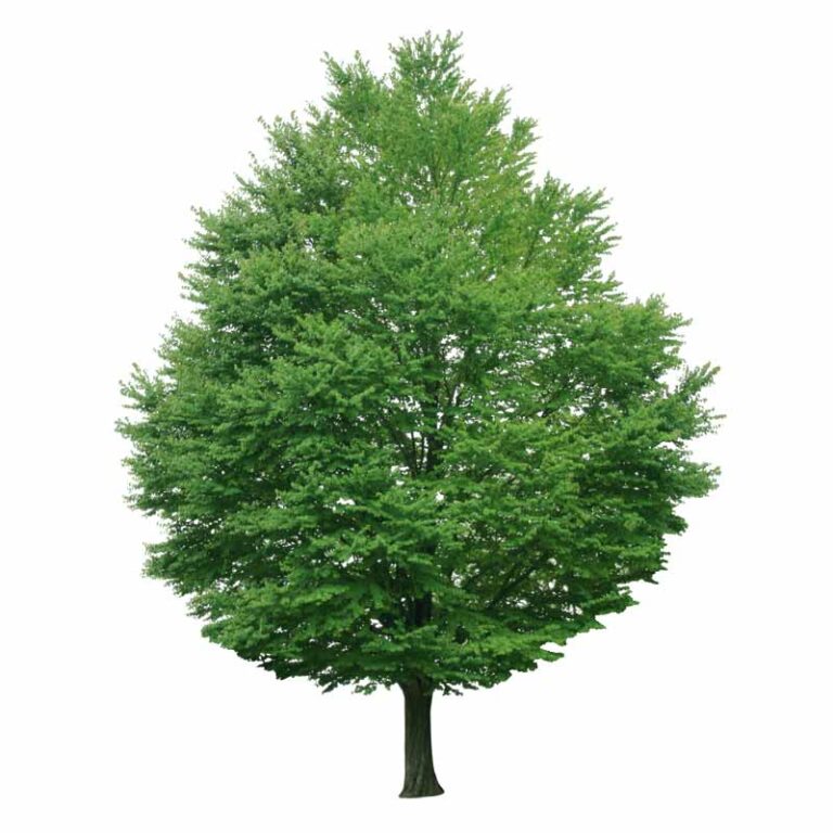 樹木素材 – sozaiya.com