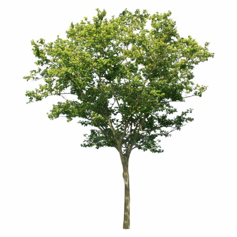 T1_057 – sozaiya.com