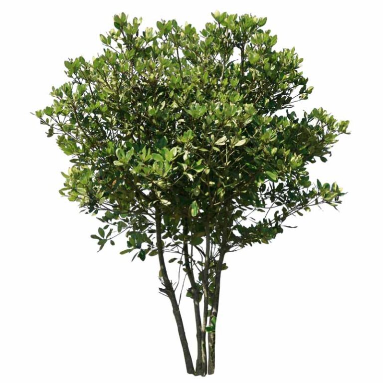 T1_126 – sozaiya.com