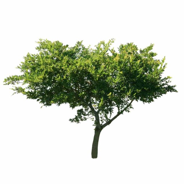 T1_127 – sozaiya.com