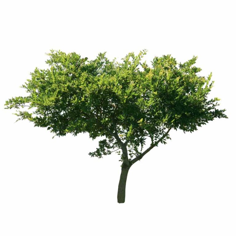 T1_101 – sozaiya.com