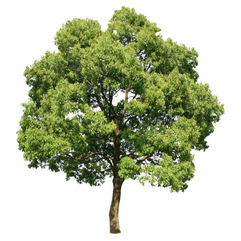 T1_128 – sozaiya.com