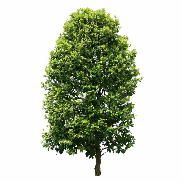 T1_057 – sozaiya.com