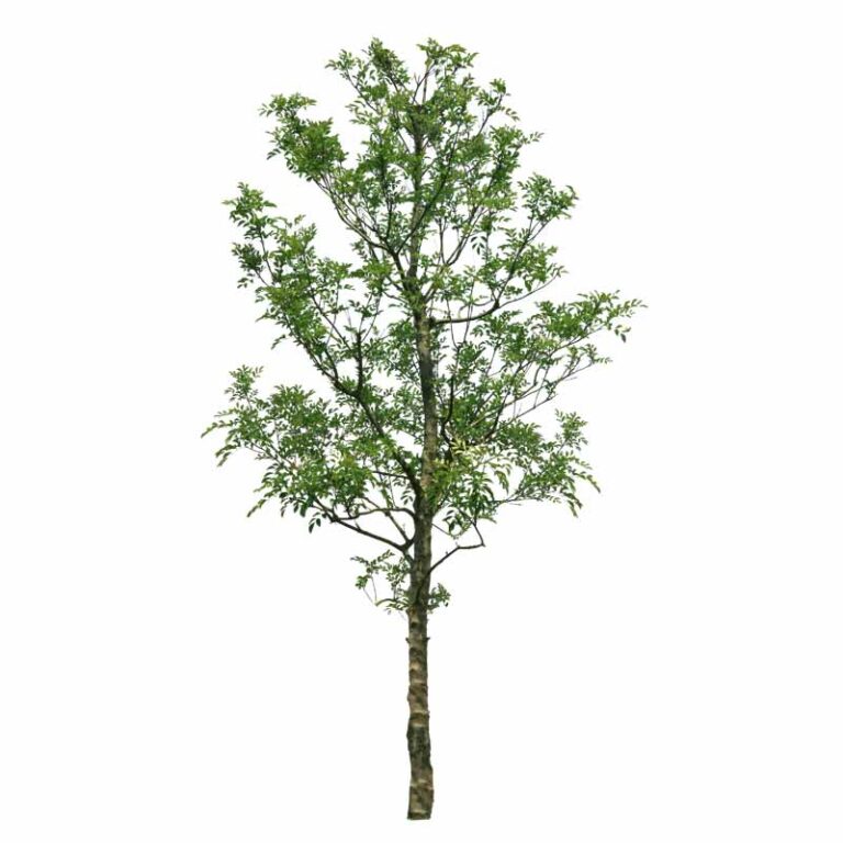 T1_020 – sozaiya.com