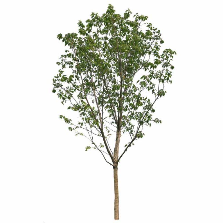 T2_009 – sozaiya.com