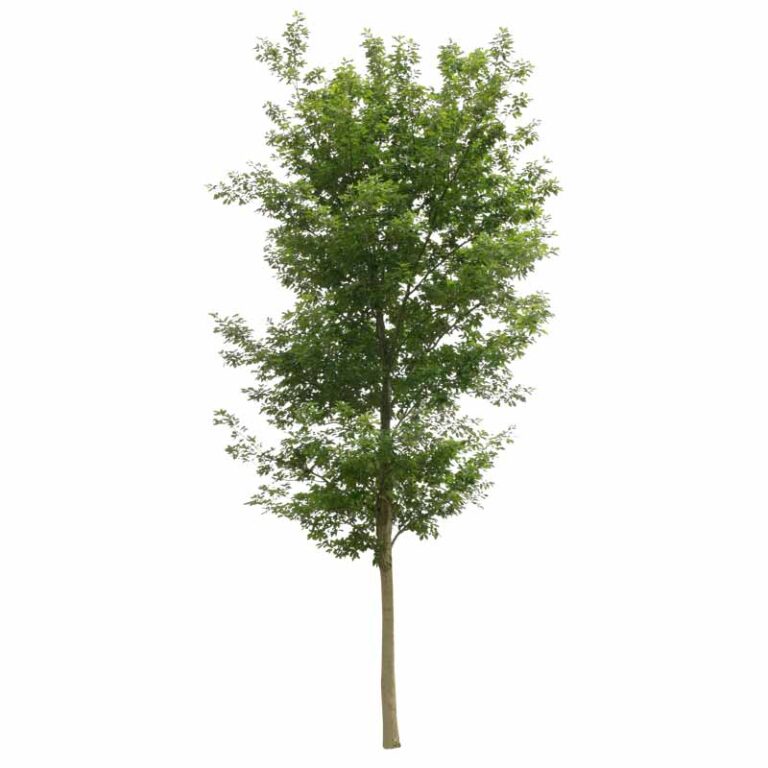 T1_137 – sozaiya.com