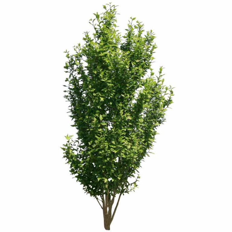 樹木素材 – sozaiya.com