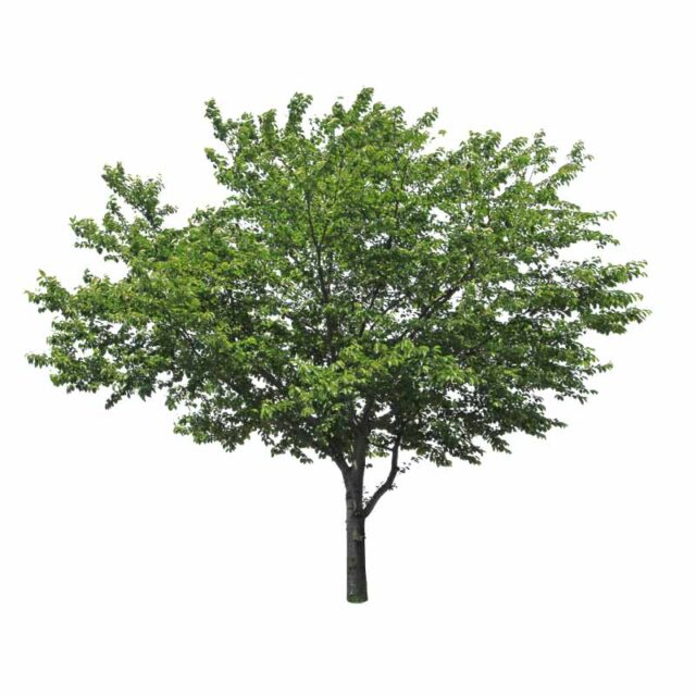 樹木素材 – ページ 6 – sozaiya.com