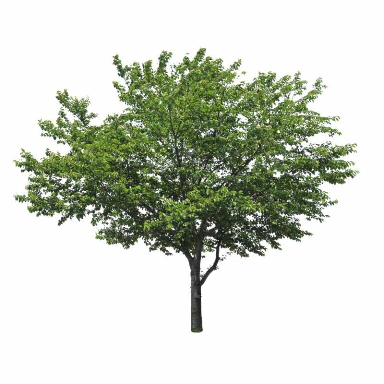 T1_008 – sozaiya.com